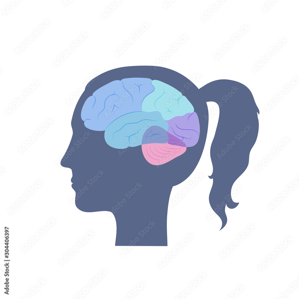 Vector illustration of human brain anatomy Stock Vector | Adobe Stock