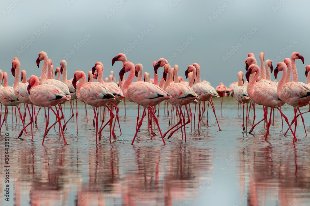 Wild african birds. Group of African red flamingo birds and their reflection on clear water ...