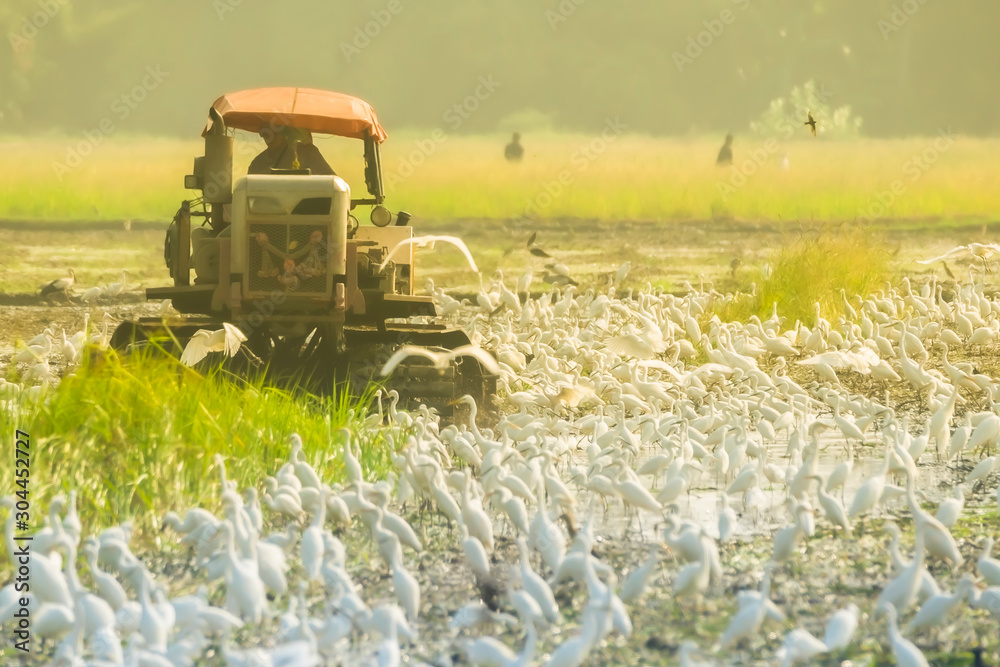 Flock of birds in rice fields and a tractor cultivating rice field ...