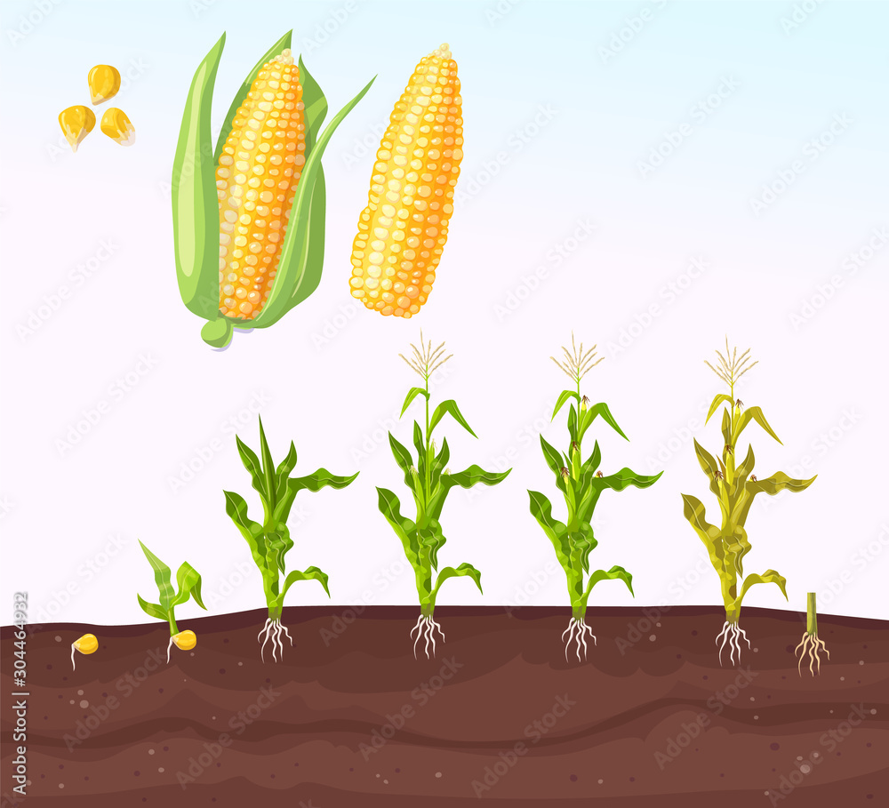 Infographic corn planting. Planting process. Growing stages. Seedling ...