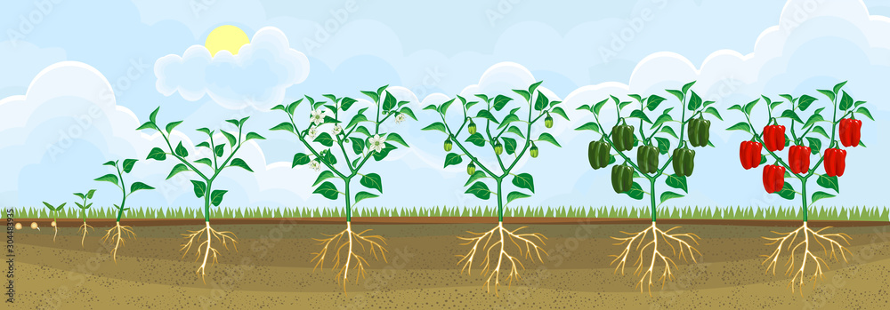Life cycle of pepper plant. Growth stages from seed to flowering and fruiting plant with ripe ...