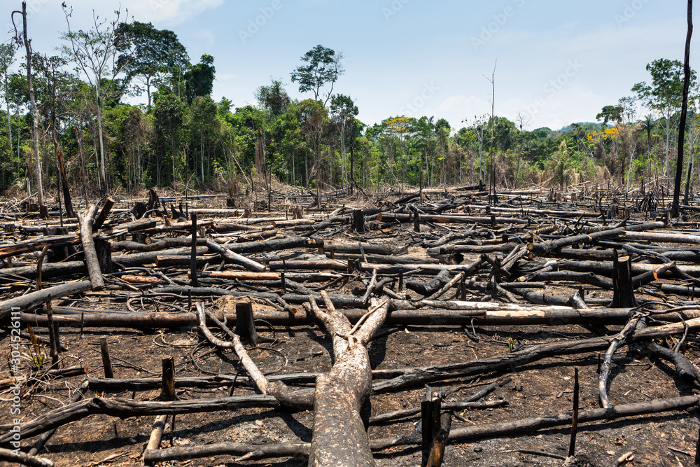 Trees cut and burned transformed into charcoal in deforestation of the ...