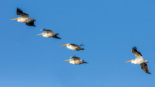Pelicans Flying In Formation Free Stock Photo - Public Domain Pictures