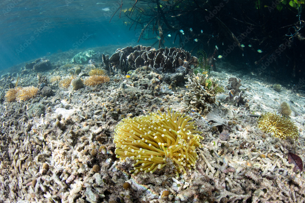 Heliofungia corals grow at the edge of mangrove forest in Raja Ampat ...