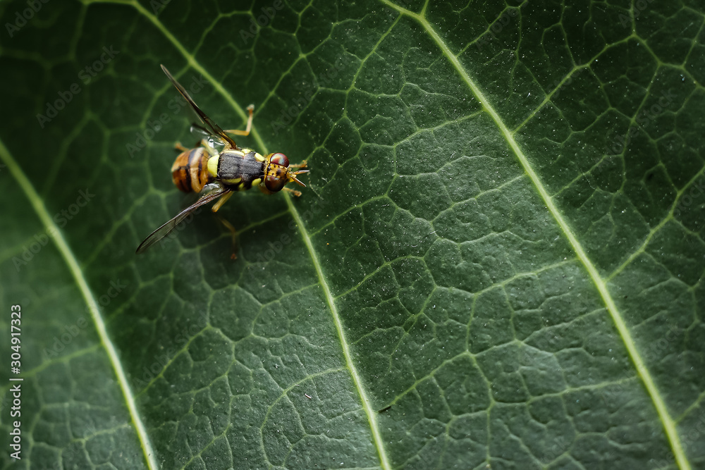 Bactrocera cucurbitae is a species of fly belonging to the family ...