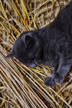 Tabby Cat In The Straw Free Stock Photo - Public Domain Pictures