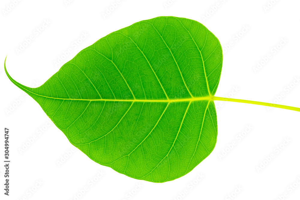 green bothi leaf (Pho leaf, bo leaf) isolated on white background ...