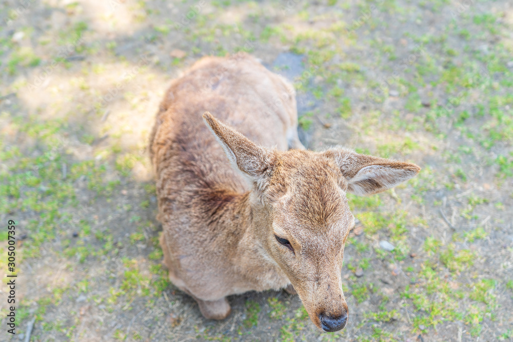 Beautiful Nara Deer at Nara city, Japan. Nara park is a famous place ...