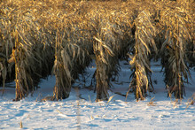 Snow Covered Corn Field Free Stock Photo - Public Domain Pictures