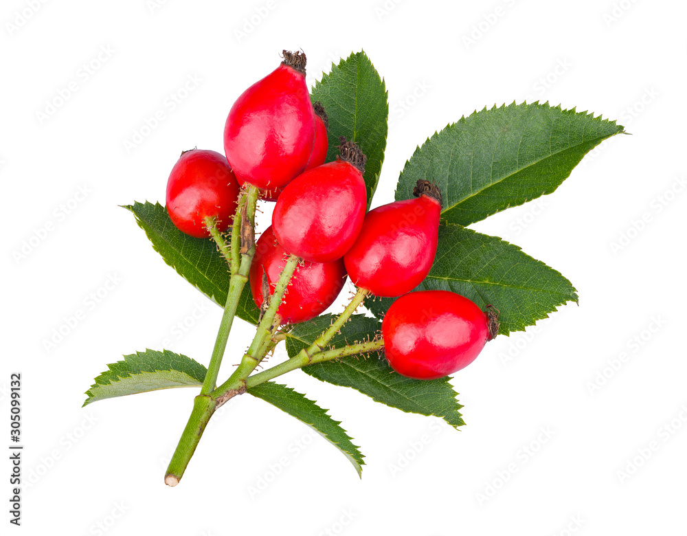 Wild red rose hips on thorny twig with green leaves isolated on white ...