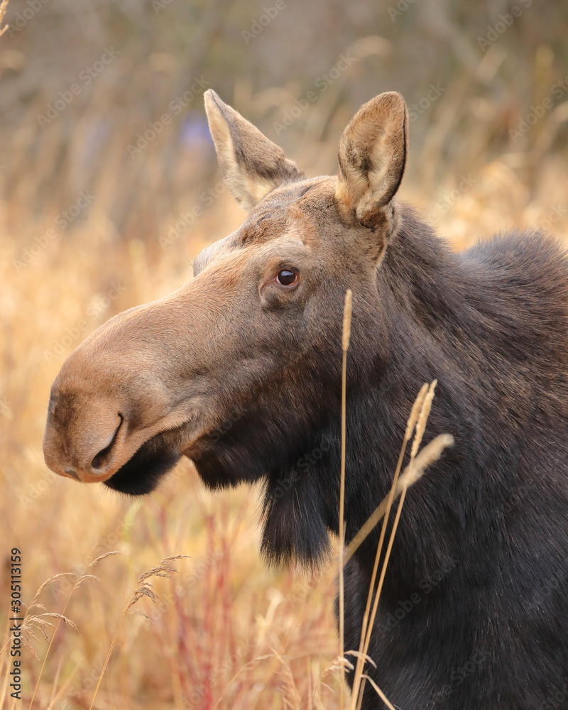 Cow moose profile portrait in the grass Stock Photo | Adobe Stock