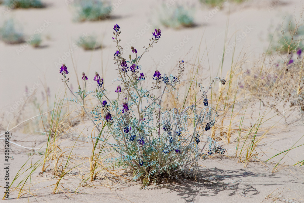 Mojave desert sand dune landscape. Kelso Dunes. Purple wildflower bush ...