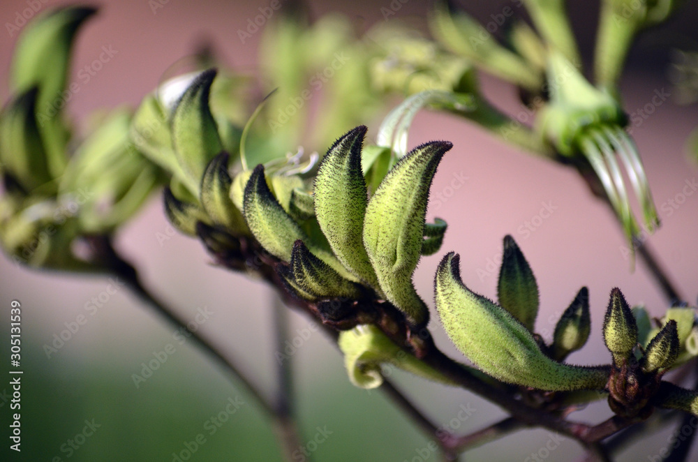 Foto de Stock Australian native Black Kangaroo Paw flowers, Macropidia ...
