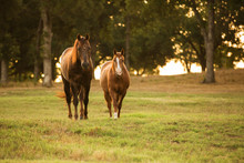 Horse Friends Free Stock Photo - Public Domain Pictures