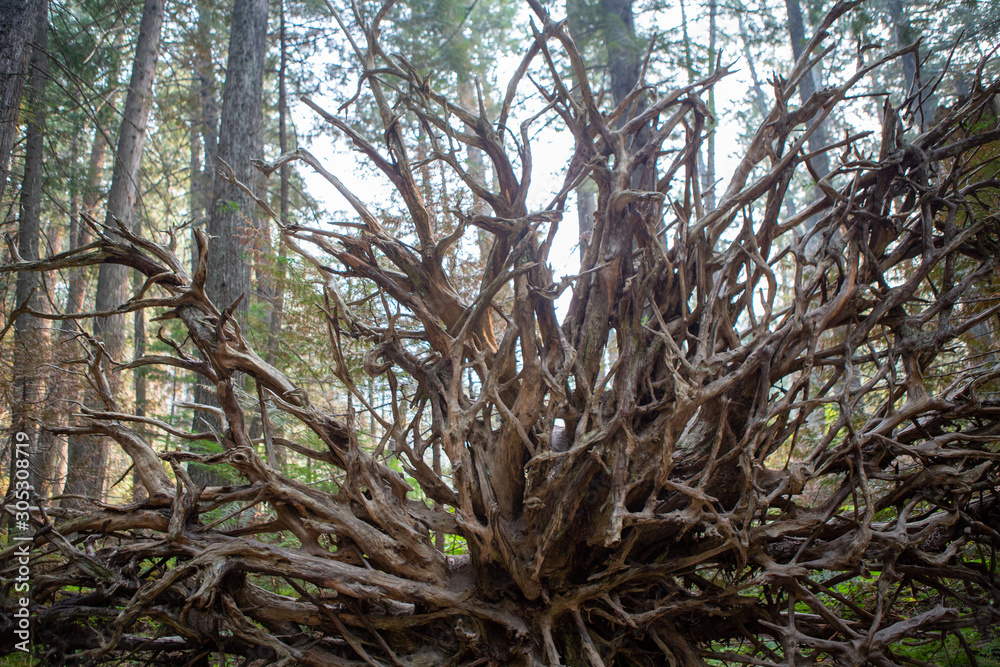Crazy tree roots uprooted in the forest. Stock Photo | Adobe Stock
