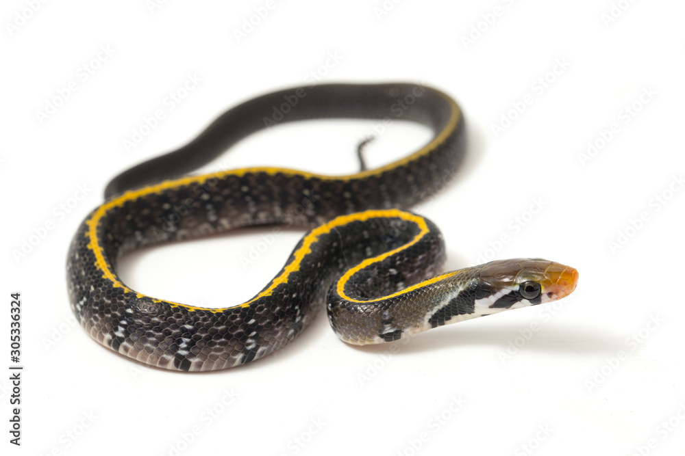 Coelognathus flavolineatus, the black copper rat snake or yellow striped snake, is a species of ...