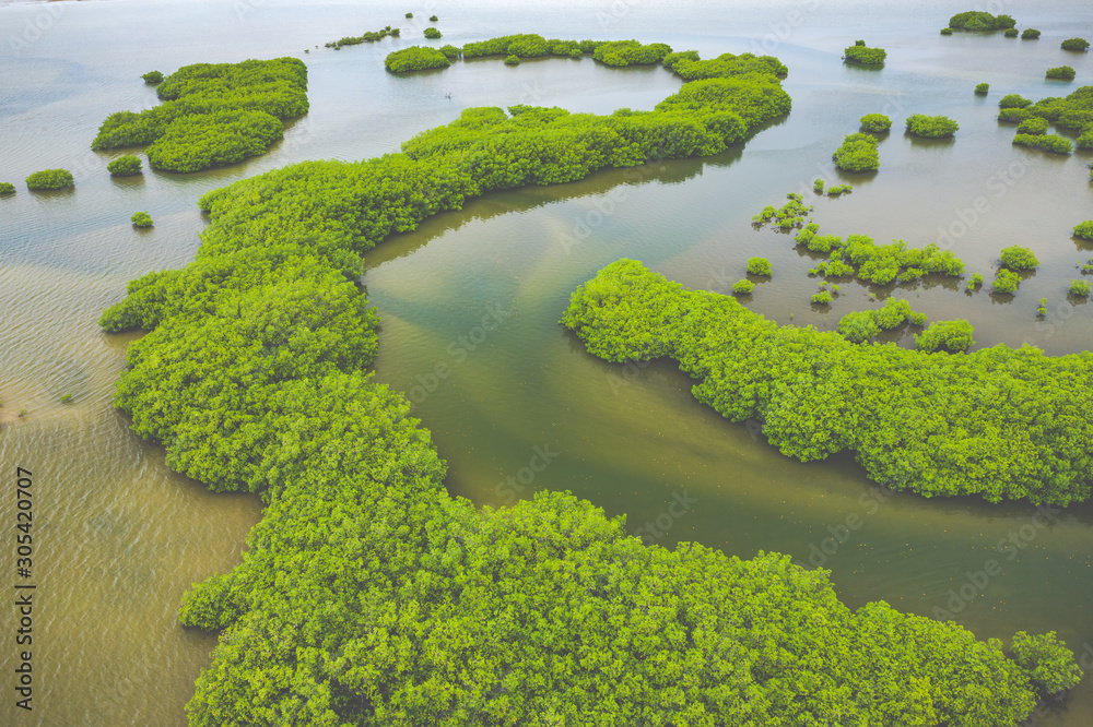 Aerial view of mangrove forest in the Saloum Delta National Park, Joal ...