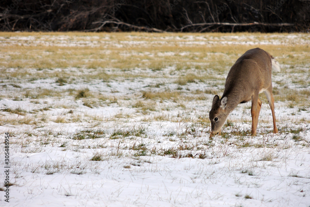 Venado comiendo en el otoño frío Stock Photo | Adobe Stock