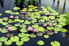 Water Lily Pads Free Stock Photo - Public Domain Pictures