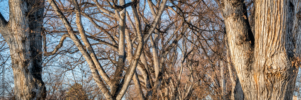 trunks and branches of old American elm trees Stock Photo | Adobe Stock