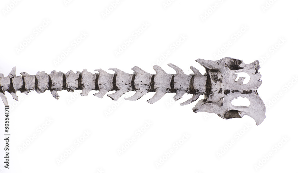 spinal skeleton of an animal on a white background Stock Photo | Adobe ...