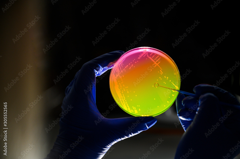 Reasercher picking up colony of a bacterial culture from agar plate in ...