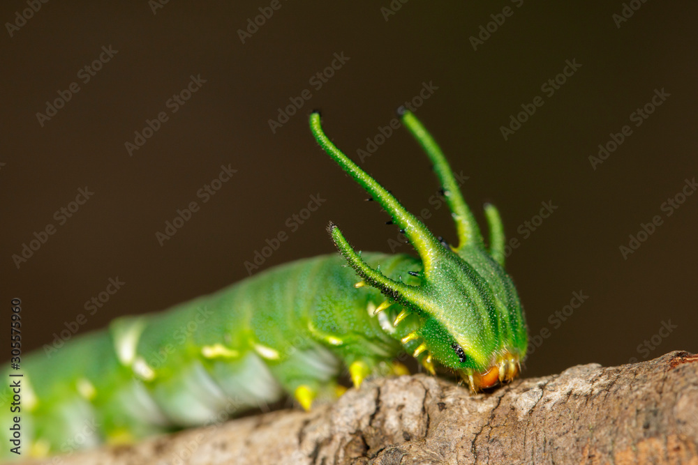 Image of Caterpillar of common nawab butterfly (Polyura athamas) or ...