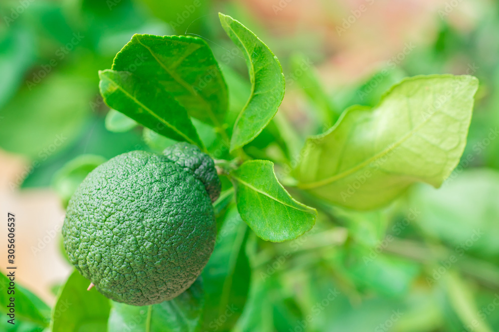 Closeup young green fruit of Dekopon, Shiranui, Shiranuhi (Citrus ...