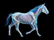 Horse Skeleton Free Stock Photo - Public Domain Pictures
