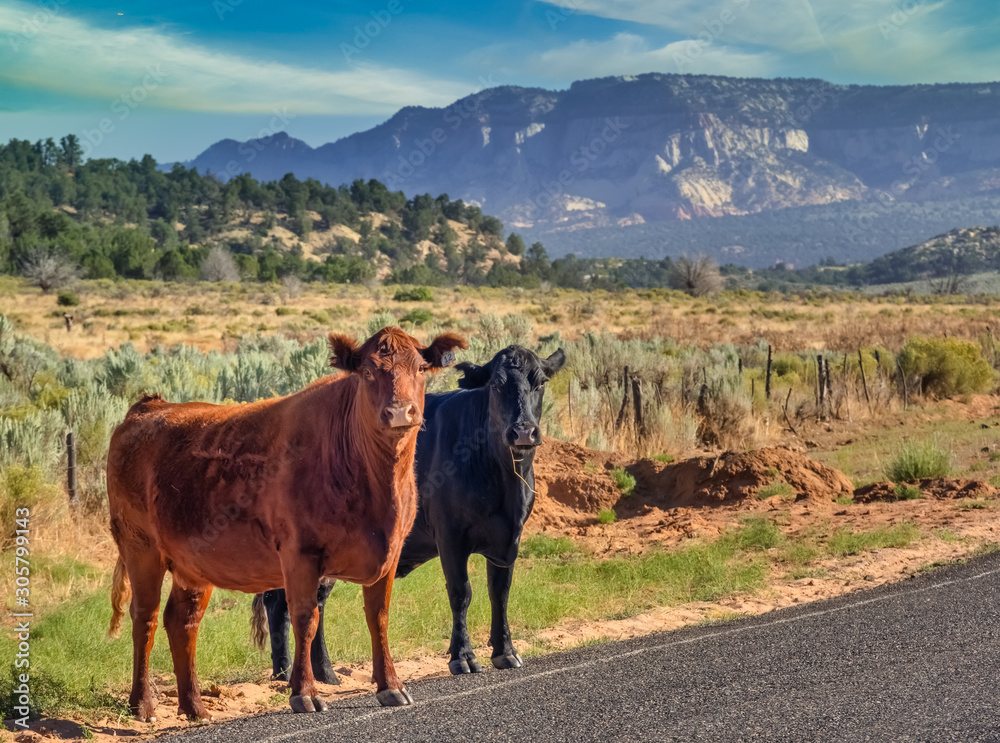 Open range cattle on the roads of Southern Utah where cattle roam ...