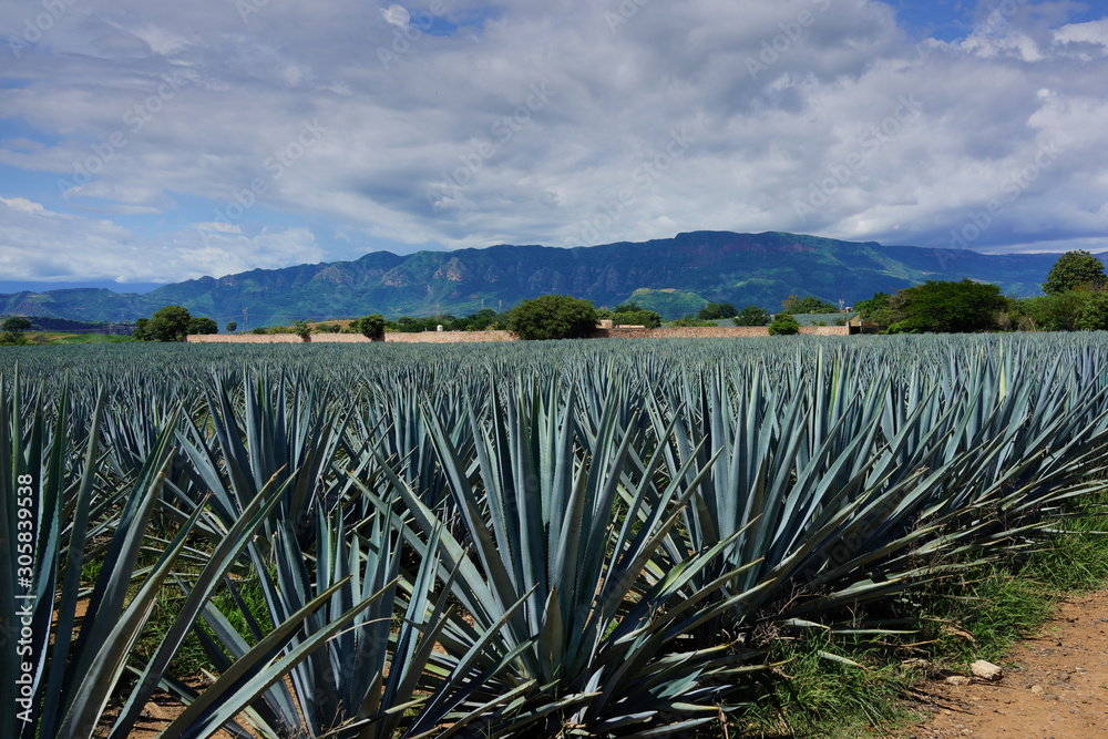 Photo Stock blue agave tequilana weber from Tequila Jalisco México ...