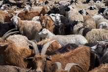 Herd Of Goats Free Stock Photo - Public Domain Pictures