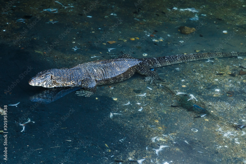 Varan is waiting for the waste of fish market among other fish tails ...