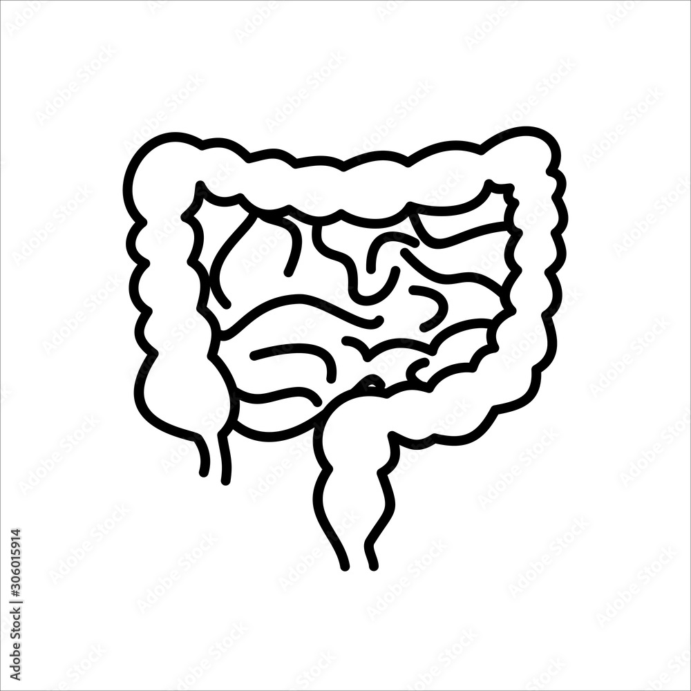Vector de Stock Human intestines in digestive system infographic. Large ...