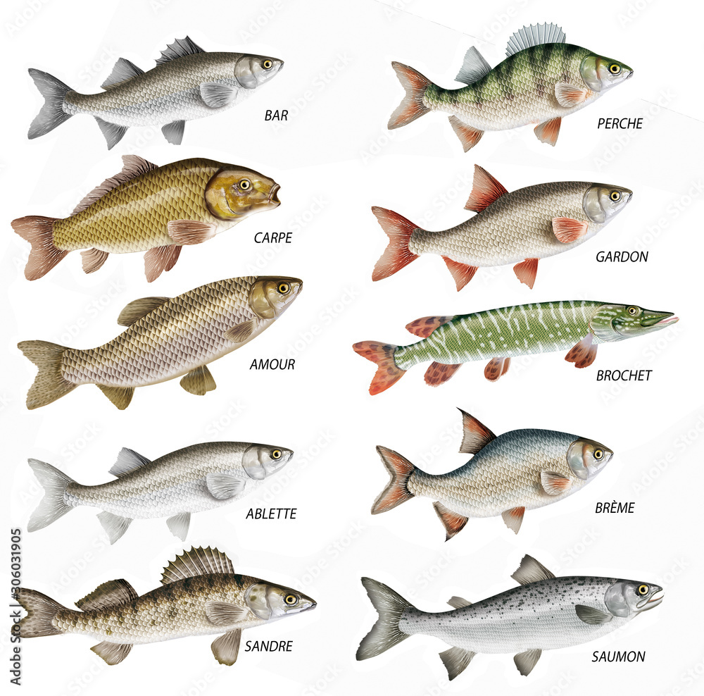 Stockillustratie poisson, bar, carpe, ablette, amour, brochet, sandre ...