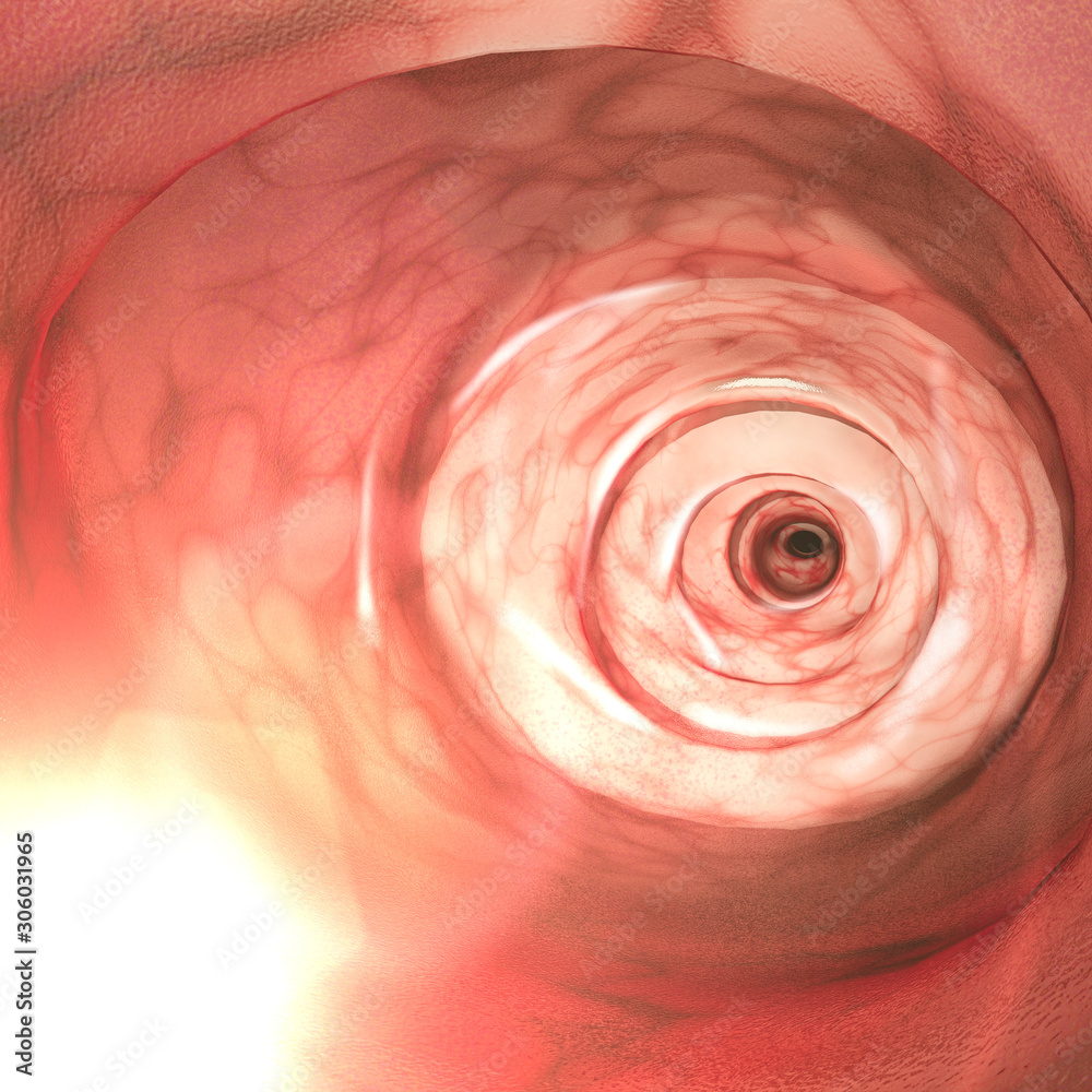 large intestine inside view