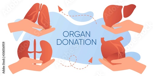 Organ donation web banner, flyer. Hand holding human realistic liver ...