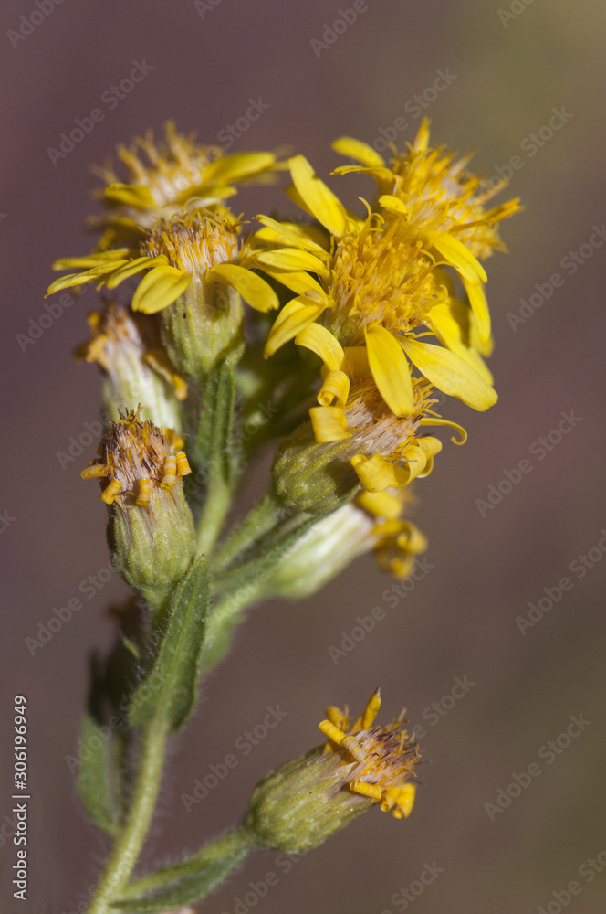 Dittrichia villosa false yellowhead woody sticky or yellow fleabane at ...