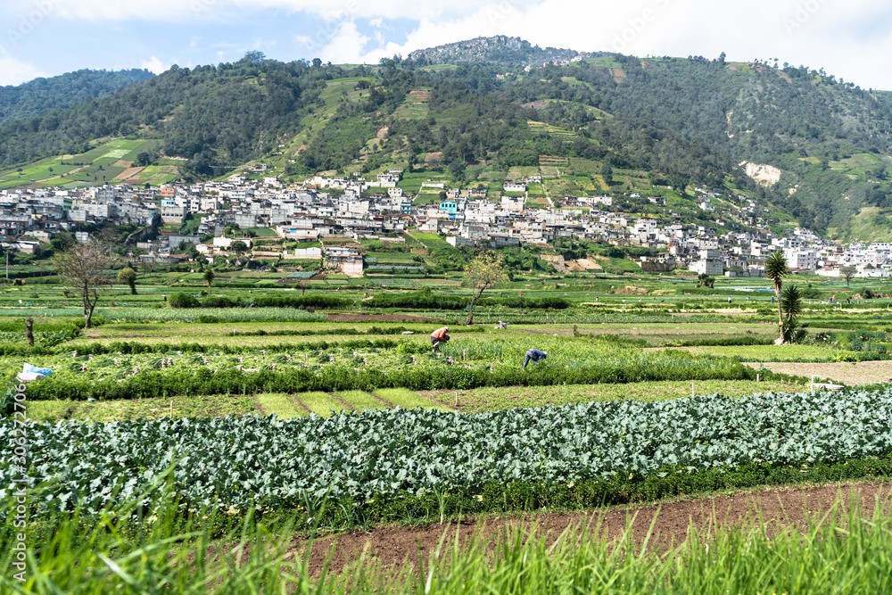 Paisaje del campo de cosechas de Almolonga Guatemala con sus casas y ...