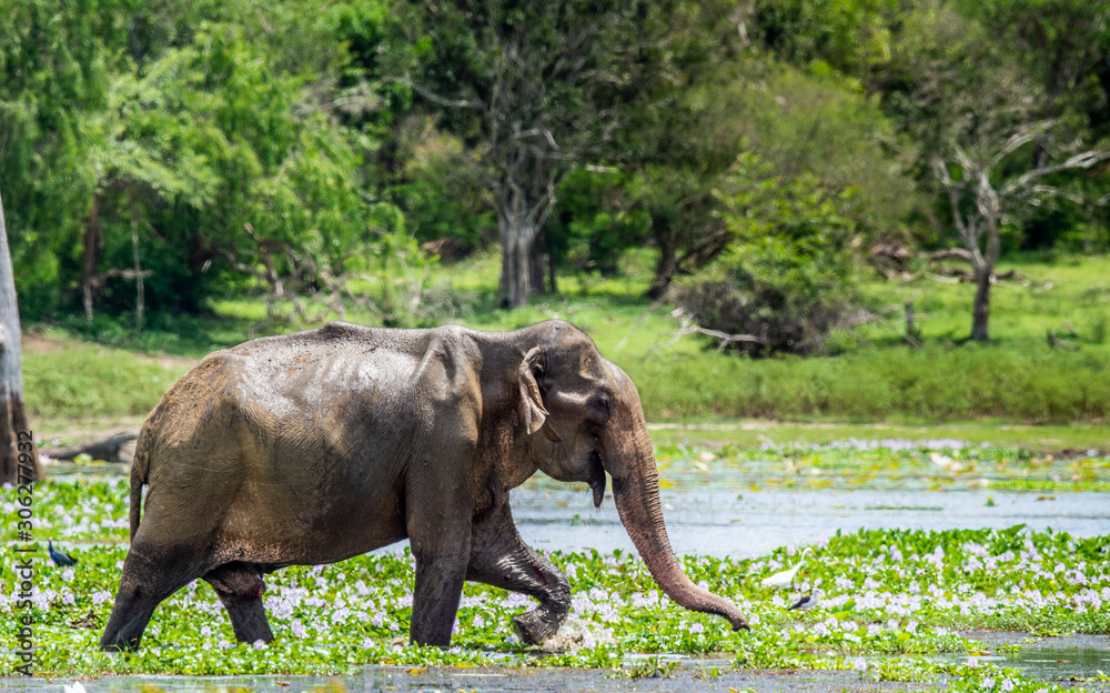 The adult Male of Sri Lankan elephant (Elephas maximus maximus) feeding ...