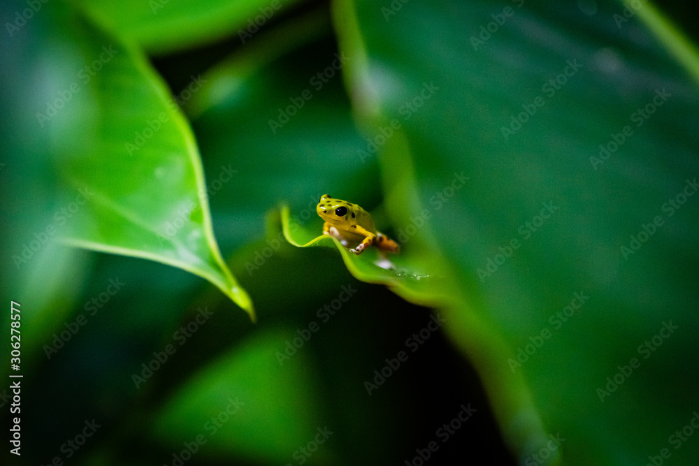 Yellow and green Strawberry Poison Dart Frog on Isla Colon, Bocas del ...