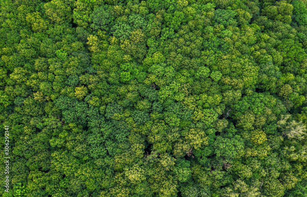 aerial view of green trees Stock Photo | Adobe Stock