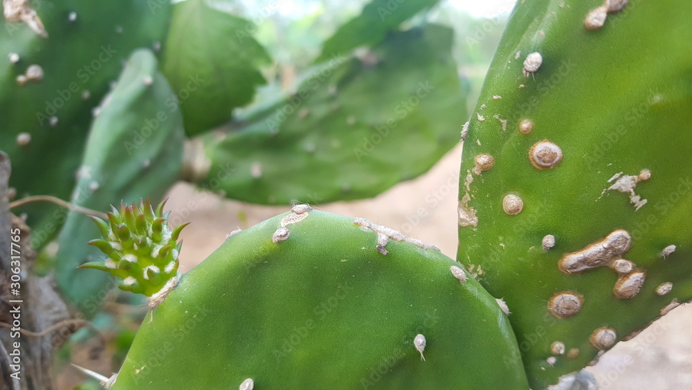 Cactus plant, with thorns thorns. Types of plants that can live in low ...