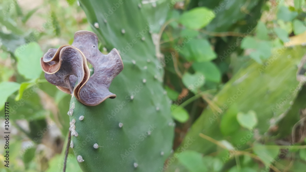 Foto de Stock Cactus plant, with thorns thorns. Types of plants that ...