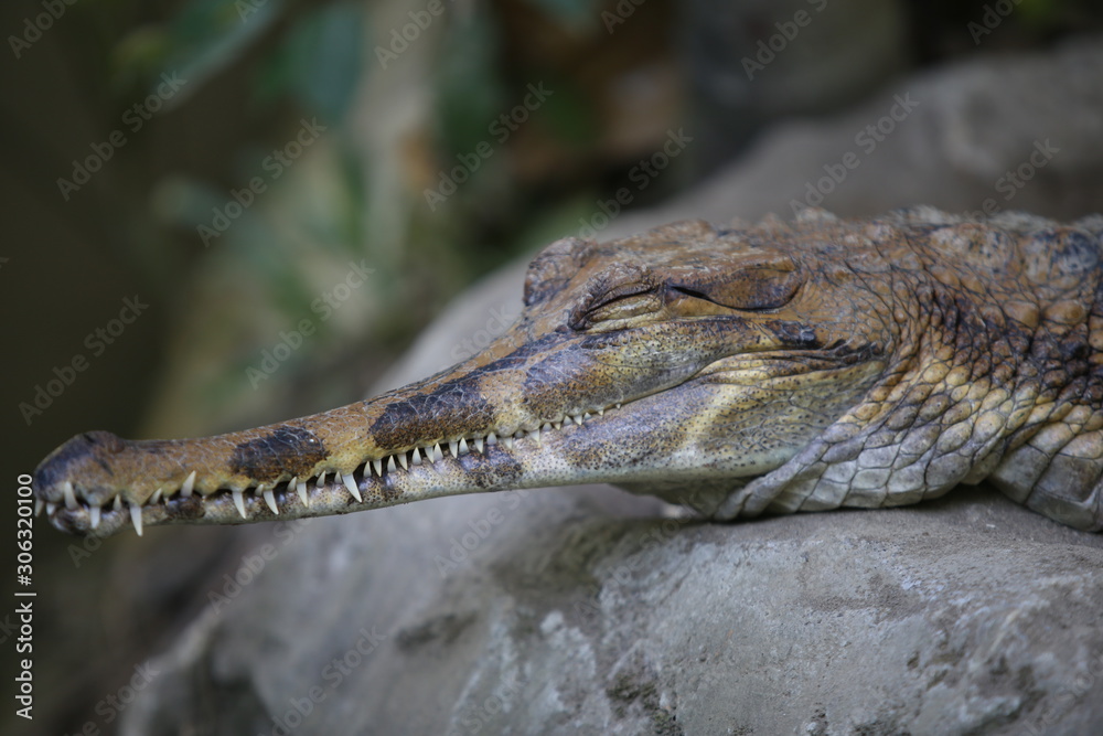 The false gharial (Tomistoma schlegelii). This freshwater crocodilian ...