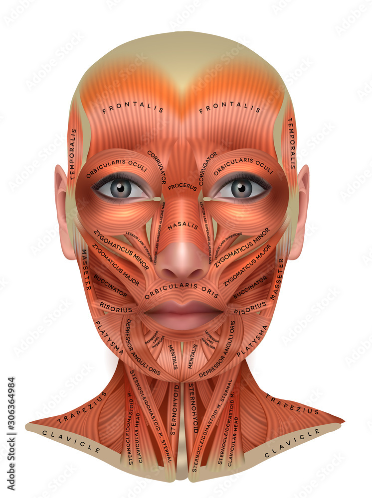 Muscles structure of the female face and neck Stock Vector | Adobe Stock