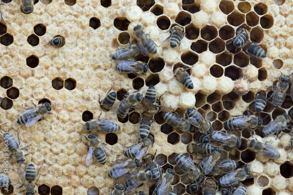 Bees work on a wax cell with larvae. honeycomb with small larvae of ...