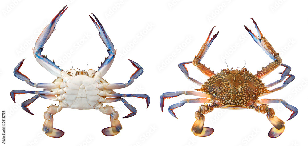 Stock-Foto „Flower crab, blue crab, blue swimmer crab, blue manna crab ...