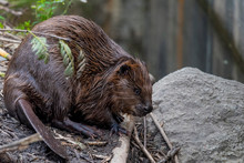 Beaver Free Stock Photo - Public Domain Pictures