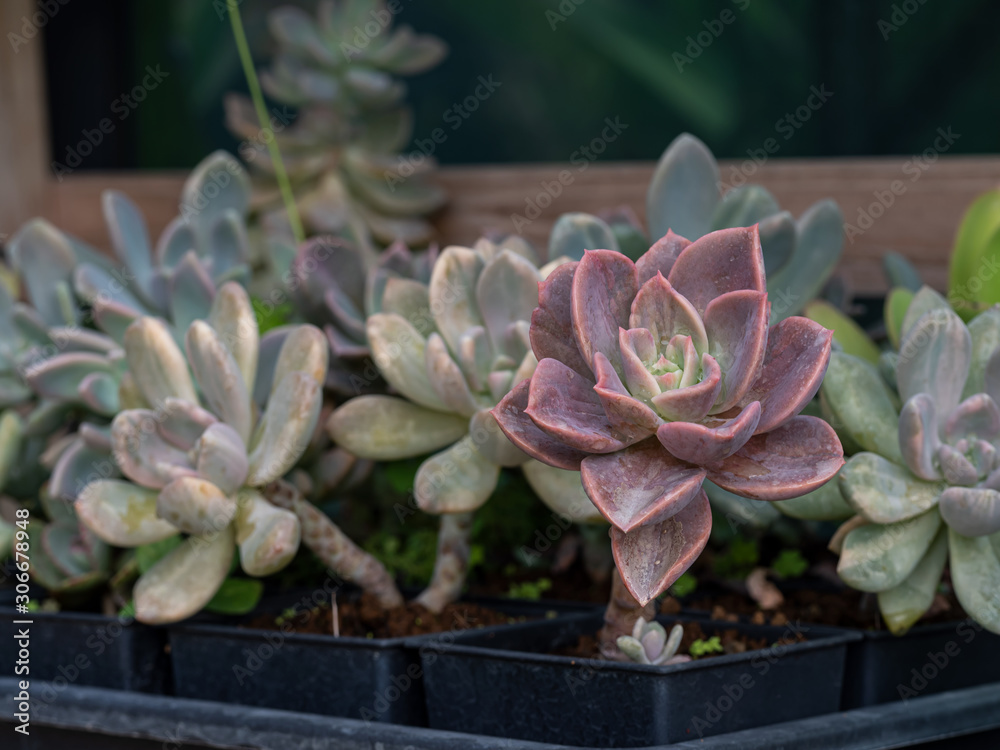 Beautiful sempervivium tectorum is a Succulent plant that develops ...